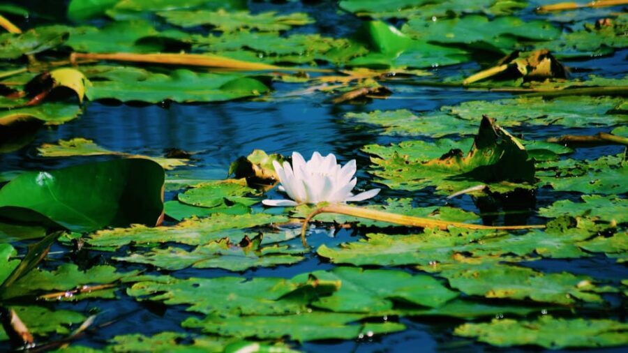 Danube Delta: Boat Tour Through the Water Lily Reserve - FAQs