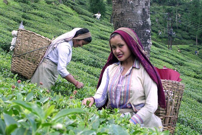 Darjeeling & Gangtok tour - Who Will Love This Tour?