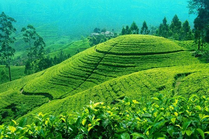 Darjeeling Tea Garden Tour - What to Expect on the Darjeeling Tea Garden Tour