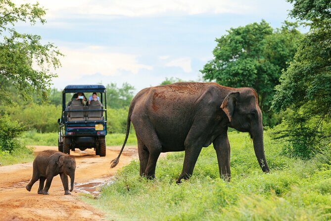Day Excursion at Udawalawe National Park From Galle - The Value of a Private Safari