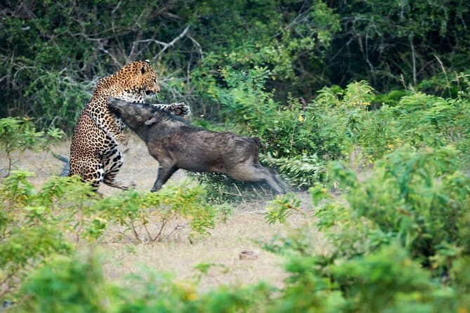 Day Excursion to Udawalawe from Colombo - The Value of This Tour