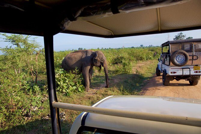 Day Excursions to Udawalawe from Bentota - Who Will Love This Experience?