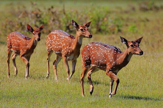 Day Excursions to Wilpattu National Park from Negombo - An In-Depth Look at the Tour