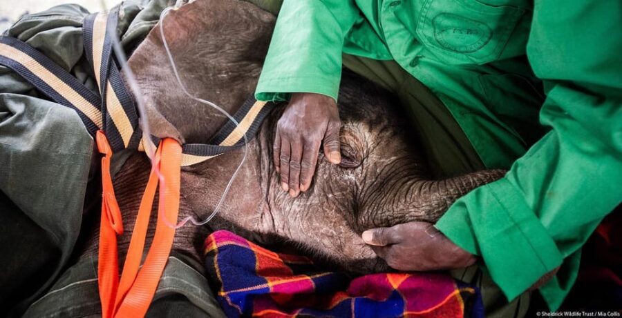 DAY TOUR: DAVID SHELDRICK ELEPHANT TRUST & GIRAFFE CENTER - What Makes This Tour Stand Out?