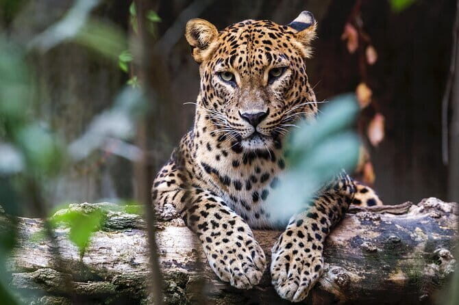 Day Tour from Colombo to Yala National Park Safari - Who Should Consider This Tour?