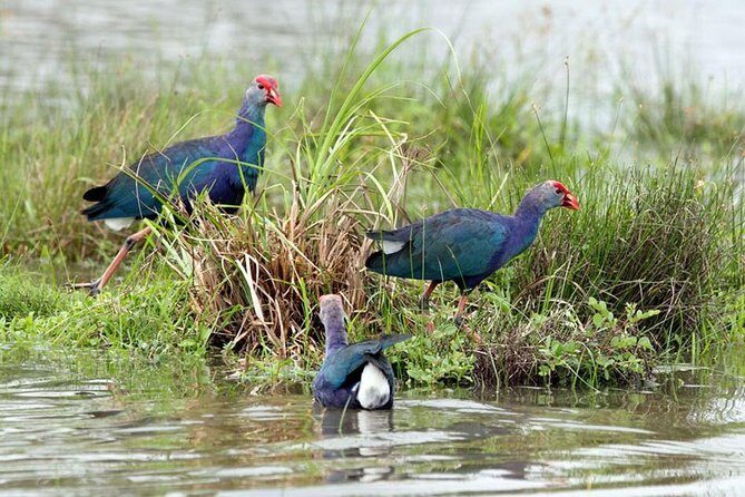 Day Tour to Anawilundawa Wetland Sanctuary - Visiting Munneshwaram Hindu Temple