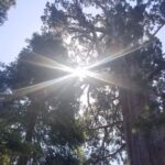 Day Tour to Kings Canyon National Park - What’s Included and How It Enhances Your Experience