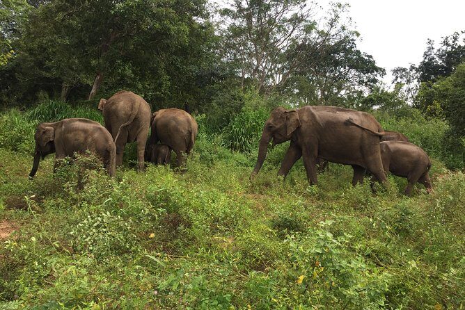 Day Tour to Sigiriya, Dambulla & Minneriya National Park - The Itinerary in Detail