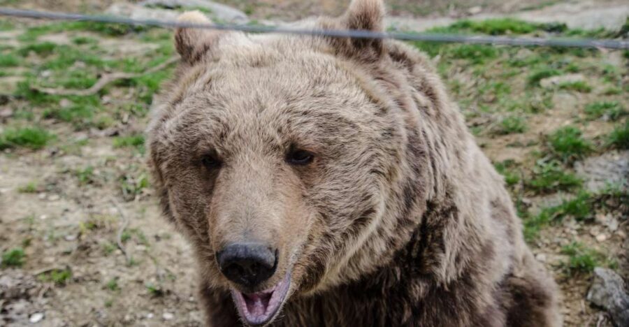 Day trip Bran Castle, Rasnov Fortress and Bear Sanctuary - The Experience and the Value