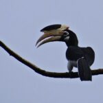 Day Trip from Goa to Anshi National Park (Kali Tiger Reserve) - FAQ