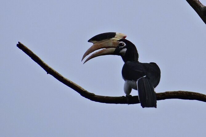 Day Trip from Goa to Anshi National Park (Kali Tiger Reserve) - FAQ