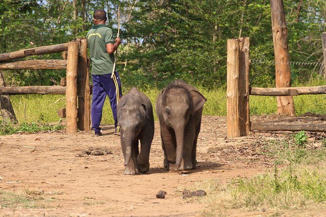 Day Trip to an Elephant Conservation and Care Center near Agra - Final Thoughts