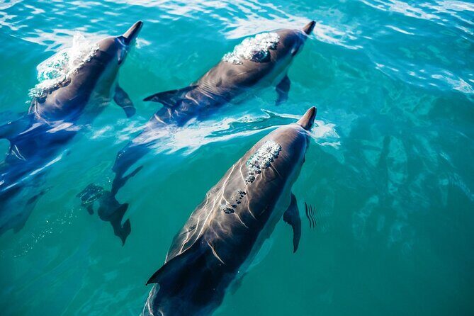 Day Trip to Key West with Optional Activities from Miami - Practical Details and What to Expect