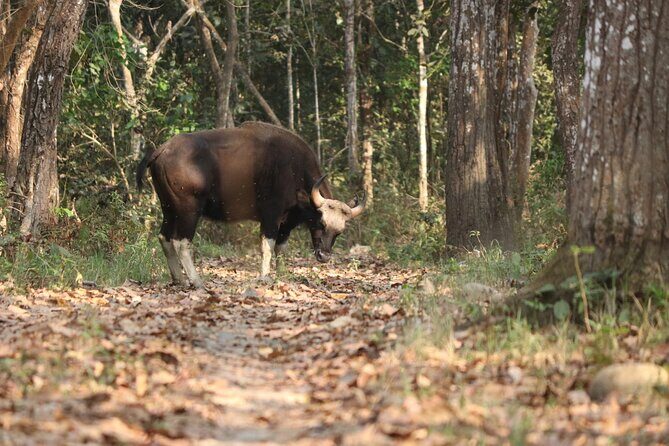 Day Walk(8-10h.) inside Chitwan National Park. - Final Thoughts: Who Should Consider This Tour?