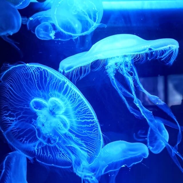 Dingle: Oceanworld Aquarium Admission Ticket - The Itinerary and Exhibits: What You Can Expect