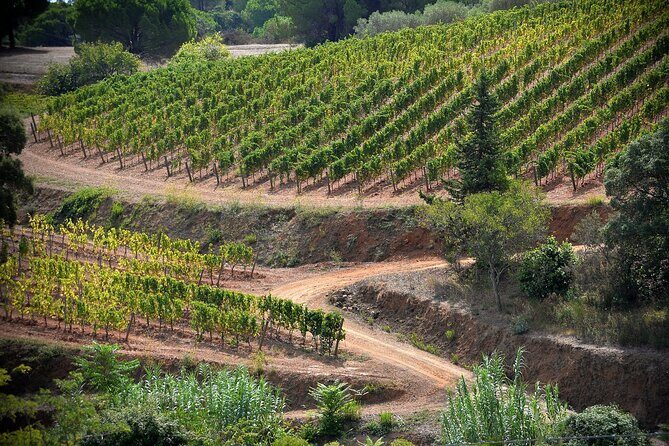 Discover Authentic Flavors of Elba Island: Winery Tour & Tasting - Final Thoughts