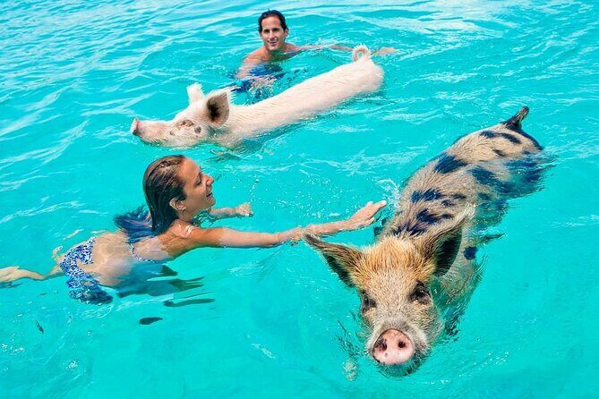 Discover Pig Island & Koh Tan: Private Longtail Trip - The Real Feedback from Travelers
