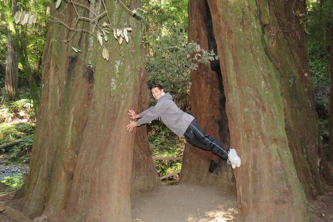 Discover Point Reyes National Seashore & Muir Woods Redwoods - What We Loved and What to Consider