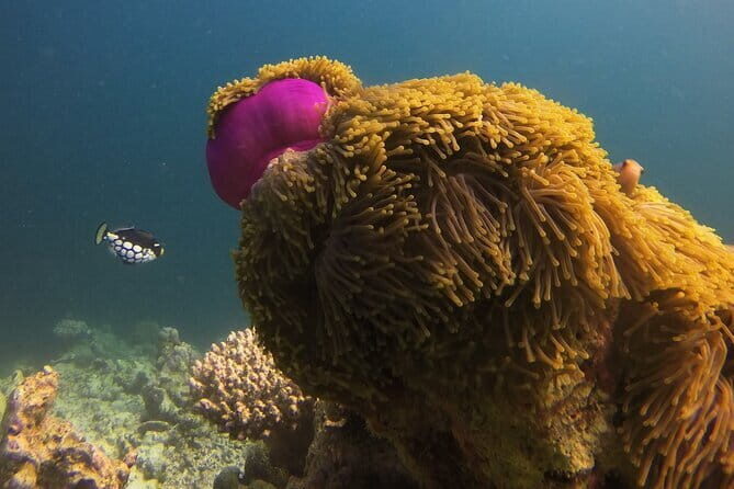 Discover Scuba Diving in Dharavandhoo - What to Expect: A Step-by-Step Breakdown