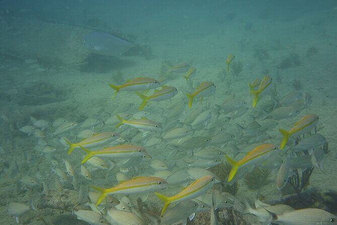 Discover Snorkeling Tour in Panama City - Who Will Love This Experience?