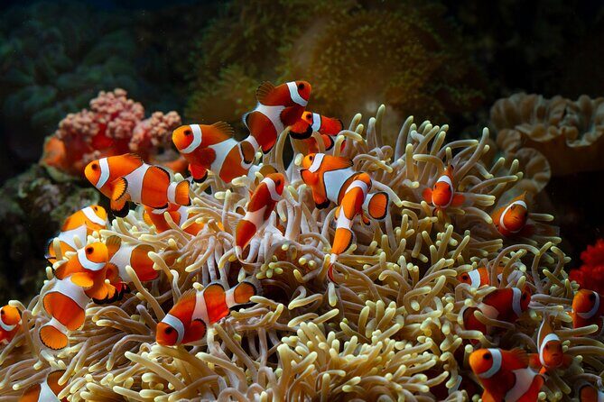 Discover Sulawesi: Toraja, Togean, Manado & Bunaken 15 Day - Is the Price Worth It?