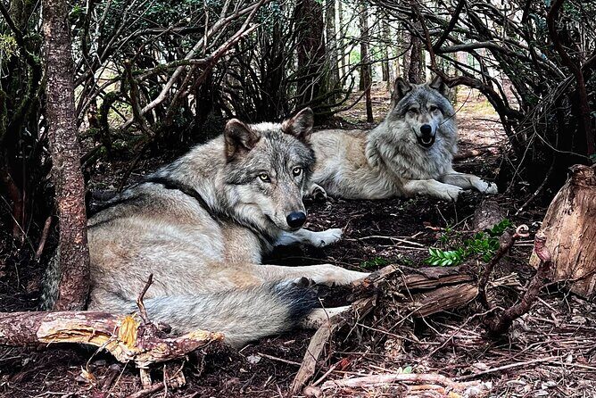 Discover the beauty of the wild & Roam in the spirit of the wolf - Who Will Love This Experience?
