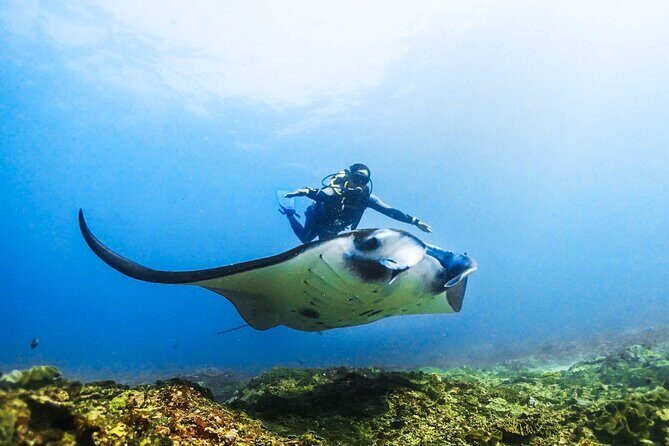 Diving in Nusa Penida - Final Thoughts: Who Is This Tour Perfect For?