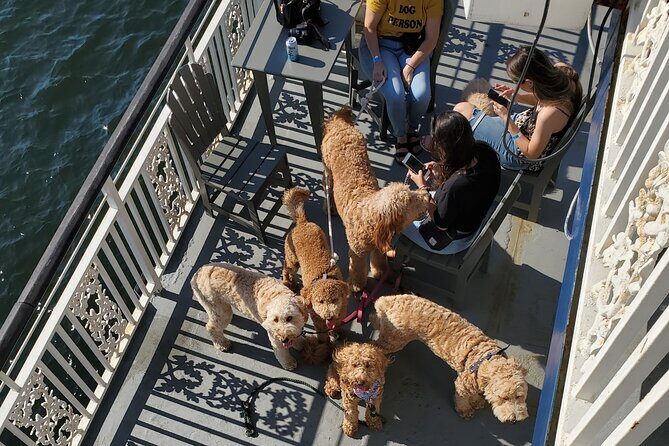 Dog Day of Summer Harbor Cruise in Boston - Why Travelers Love This Tour