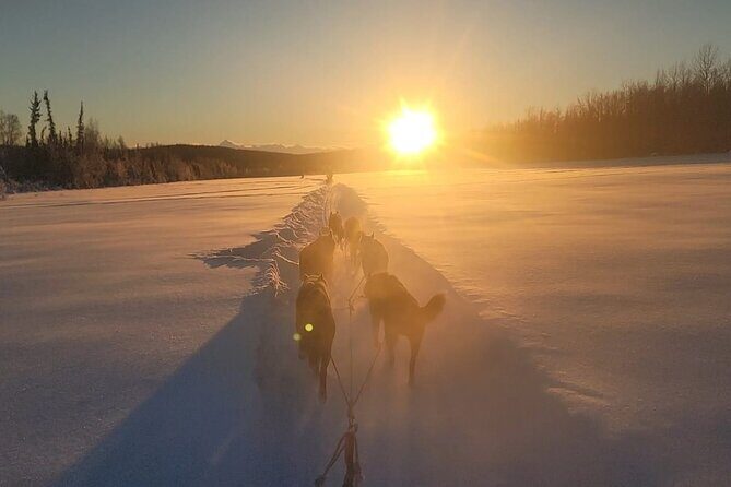 Dogsled Rides - Pricing and Value