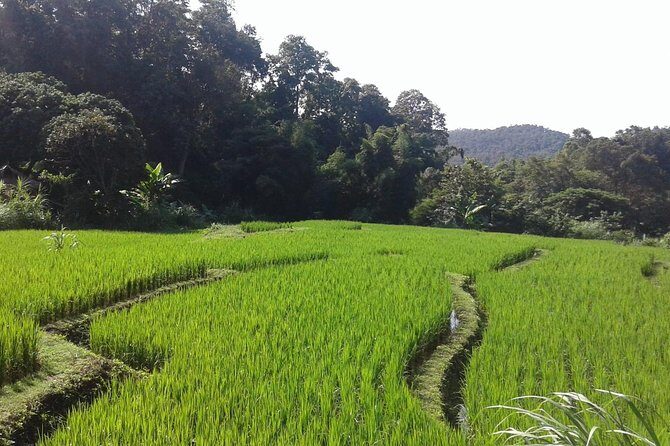 Doi Inthanon Day tour - What Travelers Say