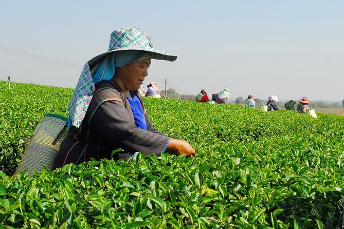 Doi Mae Salong and Mae Sai Explored - What Travelers Say: Authentic Perspectives