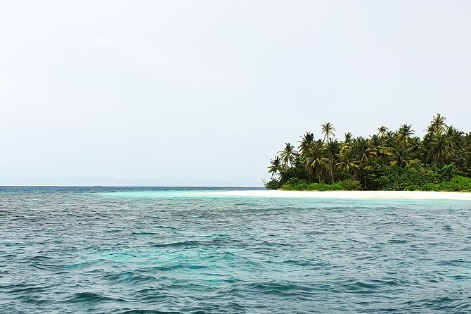 Dolphin Cruise in Dhiffushi - Authentic and Value-Driven Experience