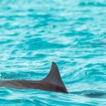 Dolphin Cruise in Huraa - Final Thoughts