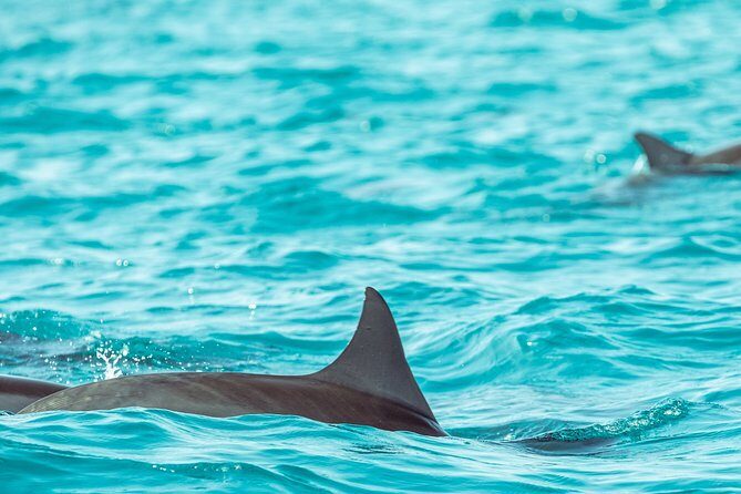 Dolphin Cruise in Huraa - Final Thoughts
