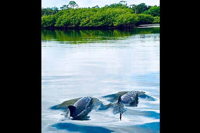 Dolphin, Manatee and Sea Turtle Kayak Adventure - The Sum Up