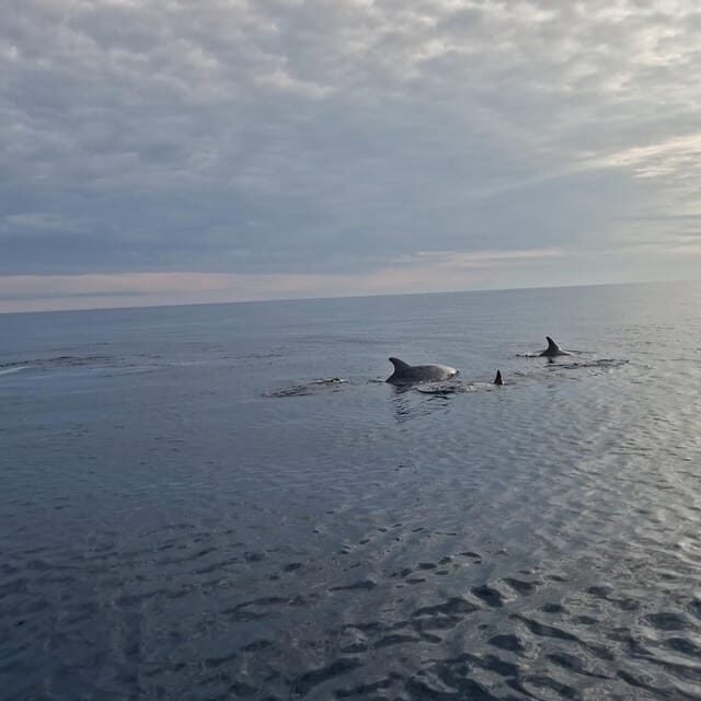 Dolphin private sunset tour Rovinj - Final Thoughts