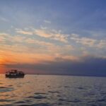 Dolphin safari every evening - A Detailed Look at the Dolphin Safari Experience