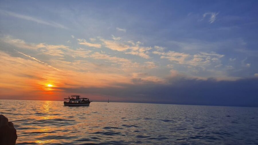 Dolphin safari every evening - A Detailed Look at the Dolphin Safari Experience