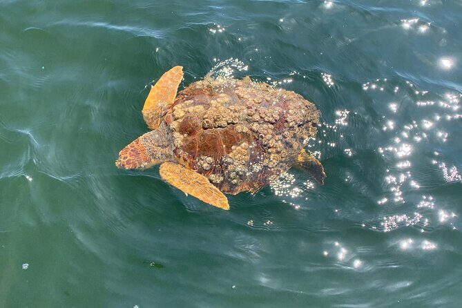 Dolphin & Sightseeing Cruise + Beach Stop + Snorkel + Equipment - FAQ