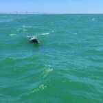 Dolphin Watching boat tour around Anna Maria Island - The Value Proposition: Is It Worth the Cost?