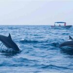 Dolphin Watching Boat Tour from Kalpitiya - The Booking and Practicalities