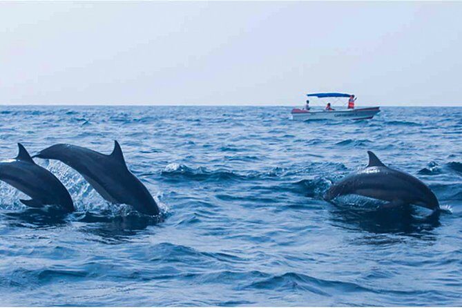 Dolphin Watching Boat Tour from Kalpitiya - The Booking and Practicalities