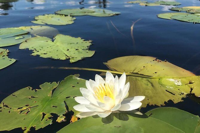 Door County Wetlands Kayak Tour - The Experience Itself: Paddling and Learning
