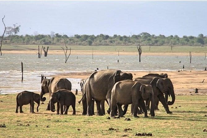 DOUBLE SAFARI -Udawalawe & Yala Safari Private Day Tour - The Value and Why It Works