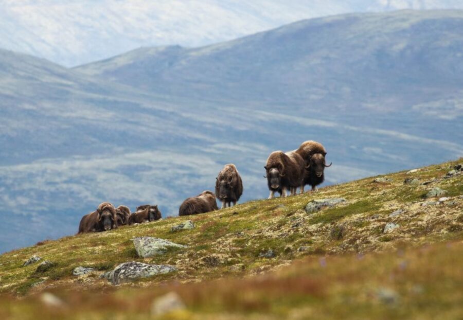 Dovrefjell National Park: Hiking Tour and Musk Ox Safari - Transportation and Practical Details