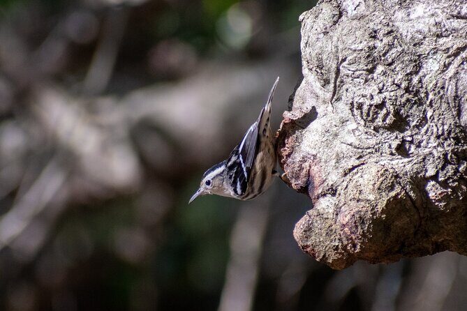 Downtown Charleston Birding Tour - What to Expect During the Tour