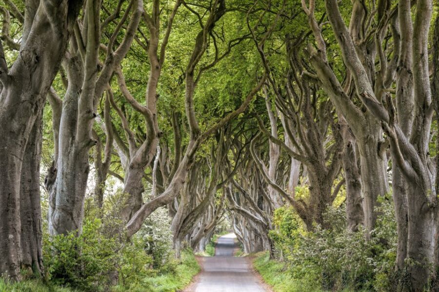 Dublin: Giants Causeway, Dark Hedges, Dunluce & Belfast Tour - What to Expect at Each Stop