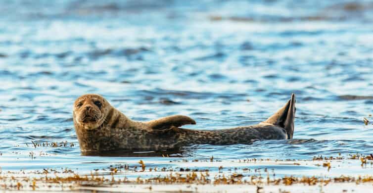 Dublin: Howth Coastal Boat Tour - The Itinerary Breakdown
