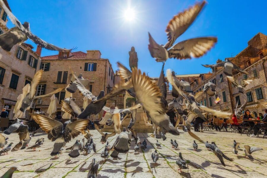 Dubrovnik for Kids: A Playful Family Walking Tour Experience - The Itinerary in Detail