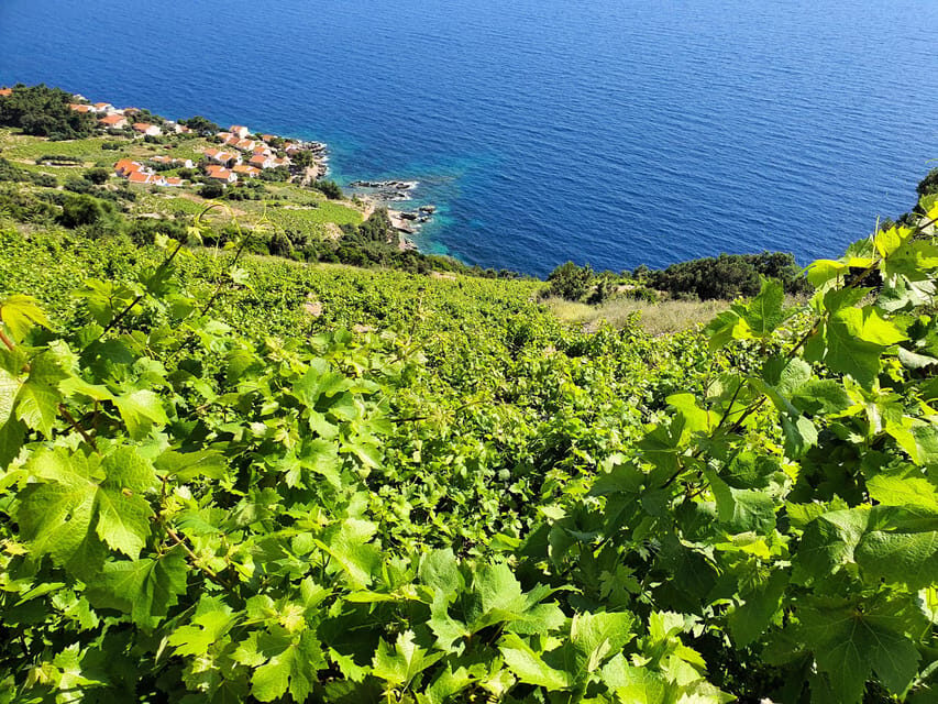 Dubrovnik Private Wine Tasting Tour To Peljesac - Analyzing the Value and Experience